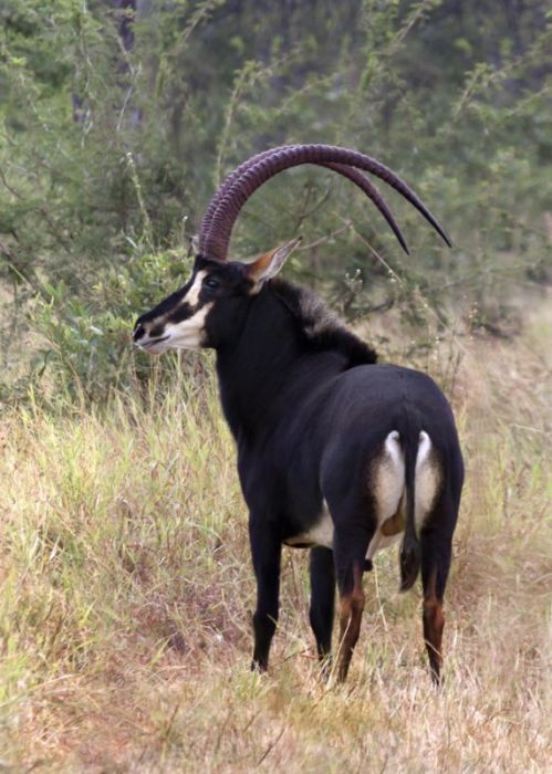 Western Zambian Sable Gallery | Pymat Game Breeders - Thabazimbi ...
