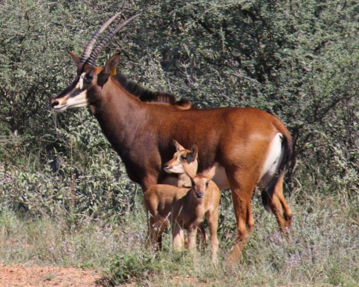 Western Zambian Sable Gallery | Pymat Game Breeders - Thabazimbi ...
