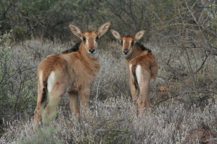 Western Zambian Sable Gallery | Pymat Game Breeders - Thabazimbi ...