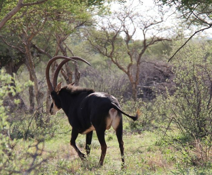 Western Zambian Sable Gallery | Pymat Game Breeders - Thabazimbi ...