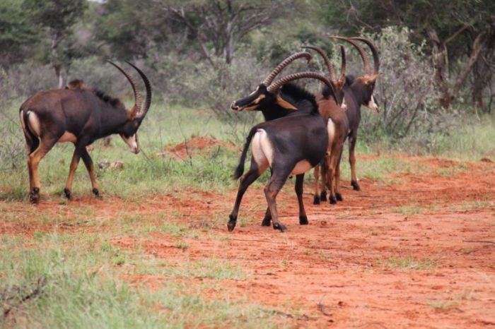 Western Zambian Sable Gallery | Pymat Game Breeders - Thabazimbi ...