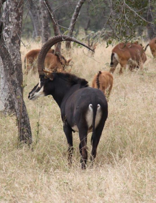 Western Zambian Sable Gallery | Pymat Game Breeders - Thabazimbi ...