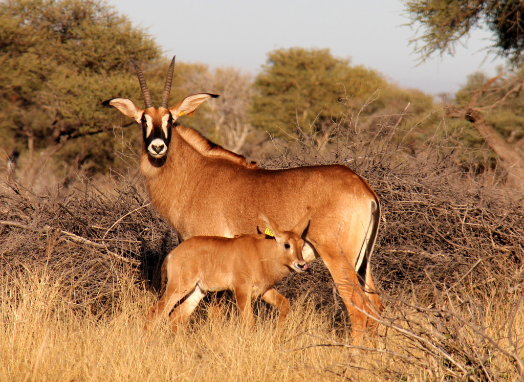 3 year old Roan with calf | Pymat Game Breeders - Thabazimbi - Limpopo ...