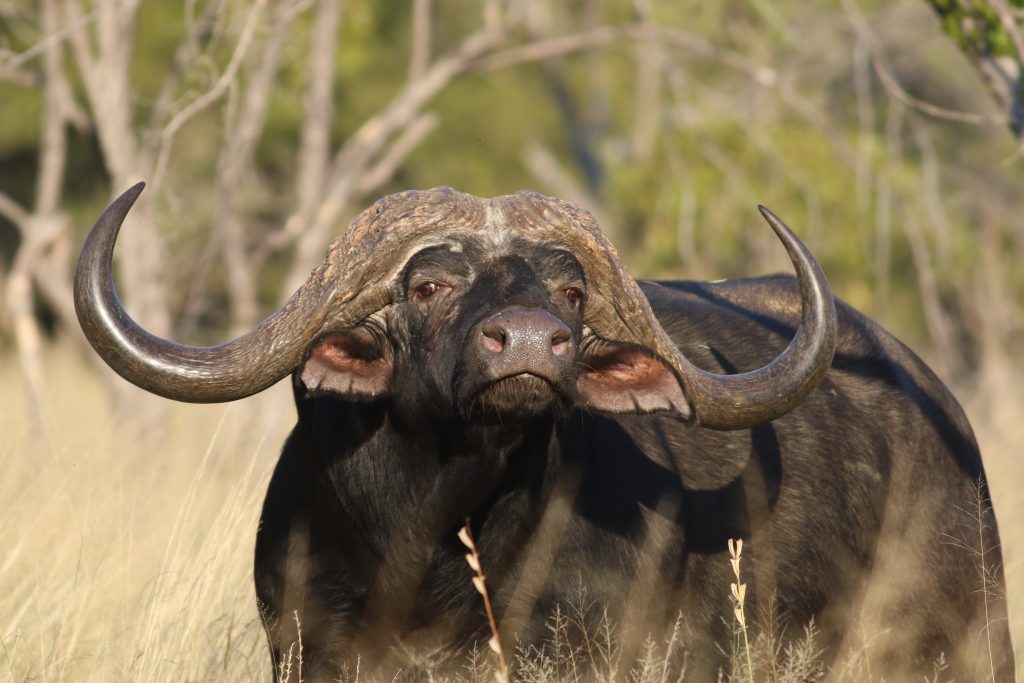 Buffalo Bulls Gallery | Pymat Game Breeders - Thabazimbi - Limpopo ...