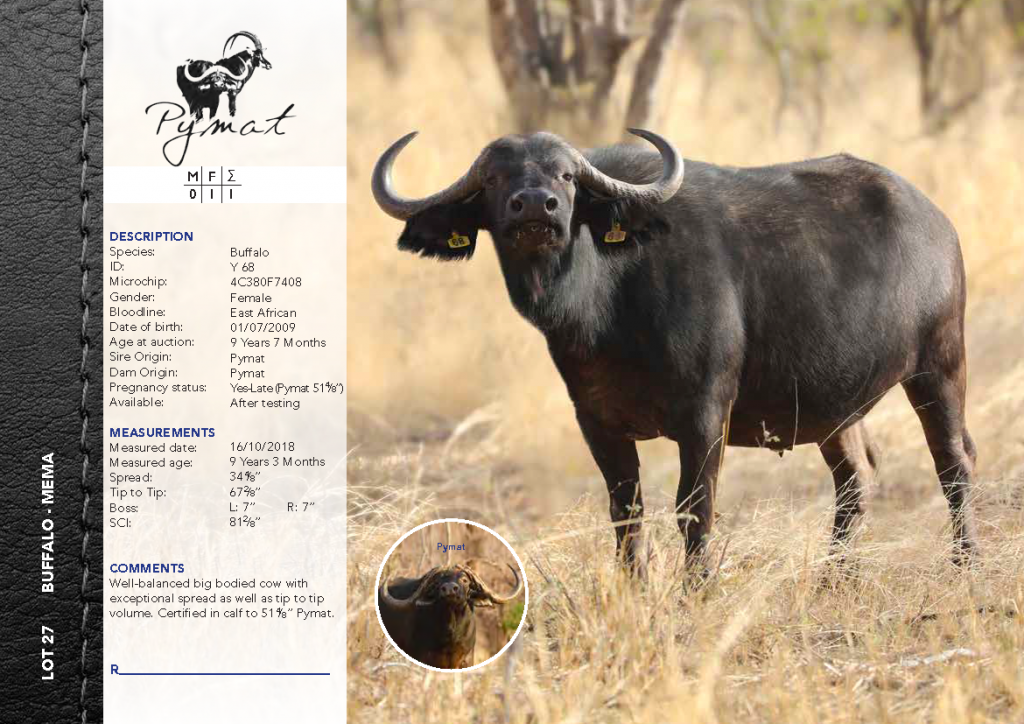 Pymat animals available on Valley Venture Stud and friends auction – 16 ...