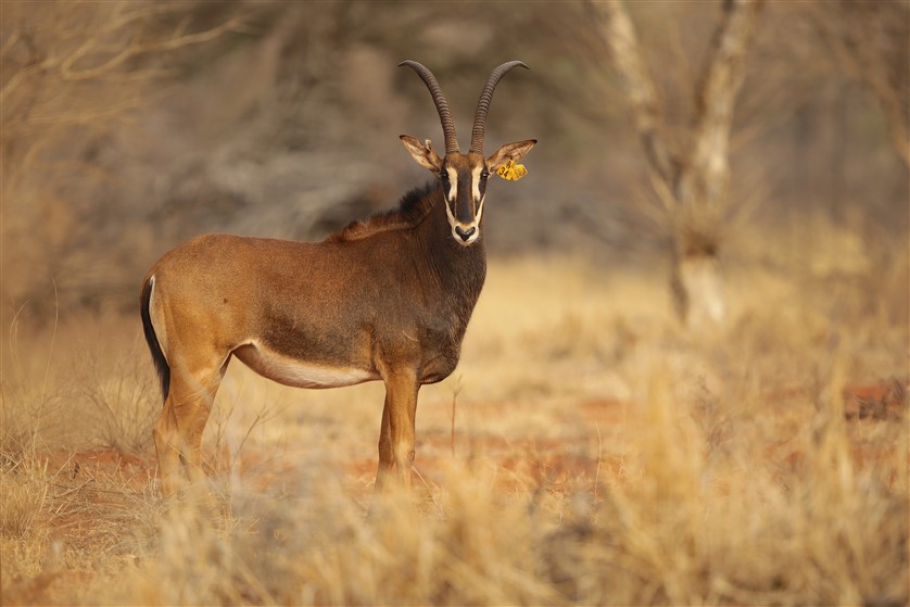 Western Zambian Sable Gallery | Pymat Game Breeders - Thabazimbi ...