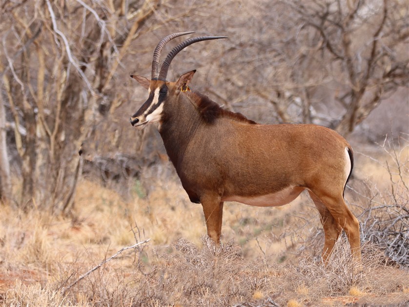 Western Zambian Sable Gallery | Pymat Game Breeders - Thabazimbi ...
