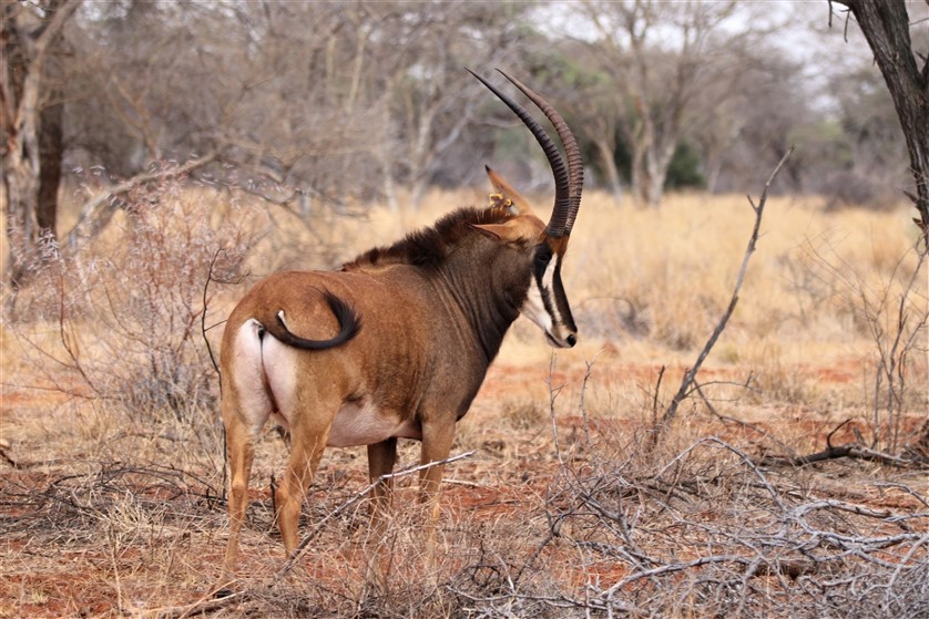 Western Zambian Sable Gallery | Pymat Game Breeders - Thabazimbi ...