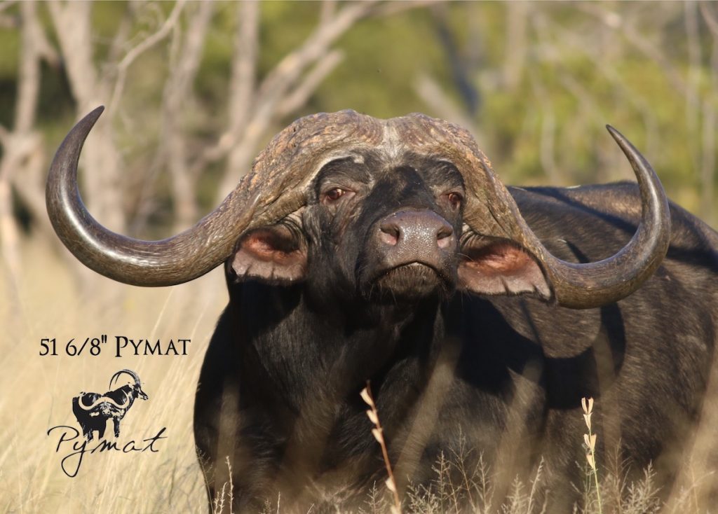 Pymat | Pymat Game Breeders - Thabazimbi - Limpopo - South Africa