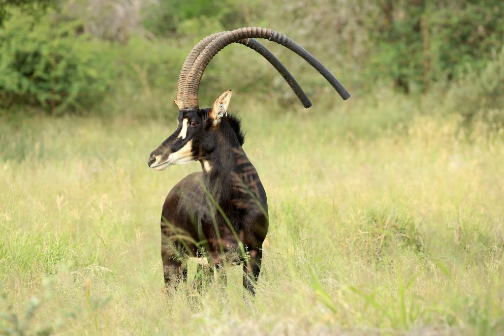 Mr Attitude 26012022 8914 Pymat Game Breeders Thabazimbi Limpopo Mr Attitude 26012022 8914 Pymat Game Breeders Thabazimbi Limpopo