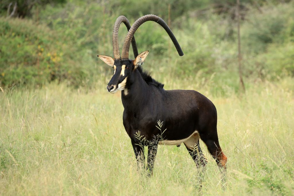 Mr Attitude 26012022 8926 Pymat Game Breeders Thabazimbi Limpopo Mr Attitude 26012022 8926 Pymat Game Breeders Thabazimbi Limpopo
